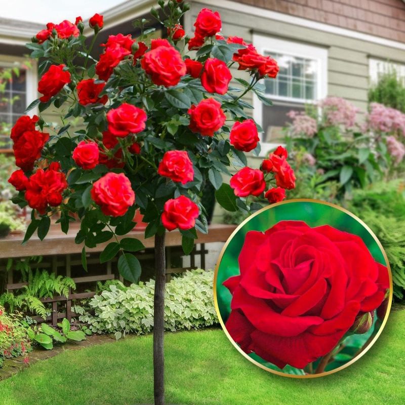 PAIR of Large Standard Rose Tree - Grand Gala