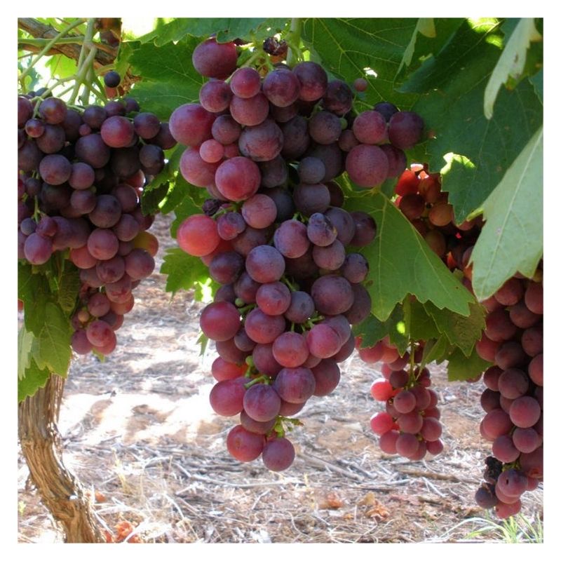 Large circa 5-6ft Grape Vine - Vitis vinifera 'Crimson' Red Seedless Grape