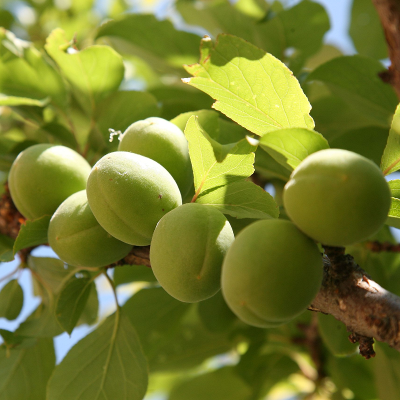 Gage Tree - Old Greengage Bush (VVA-1) - 150-170cm Tall