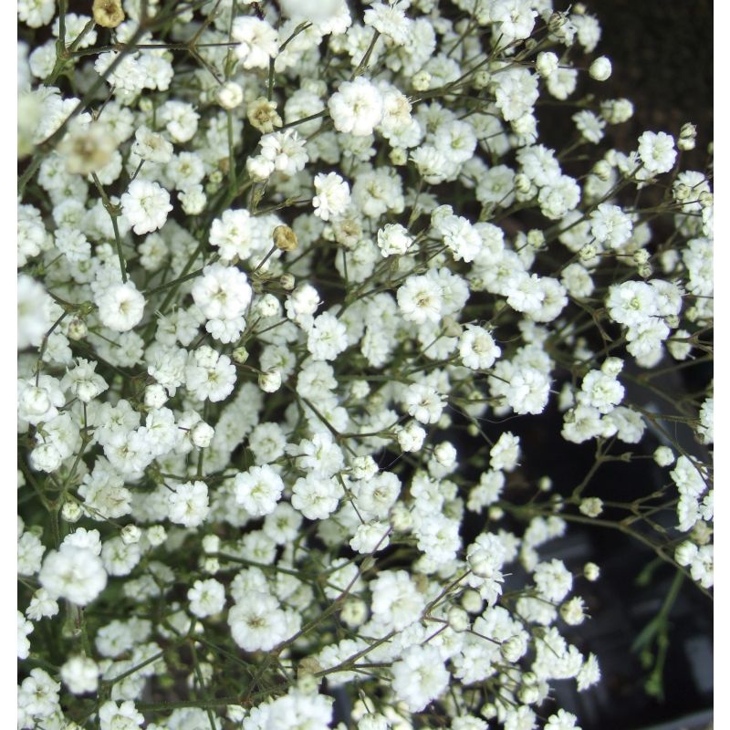 Gypsophila paniculata 'White' - Babies Breath