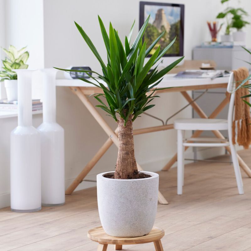 Yucca elephantipes - Indoor Yucca Tree - 90cm