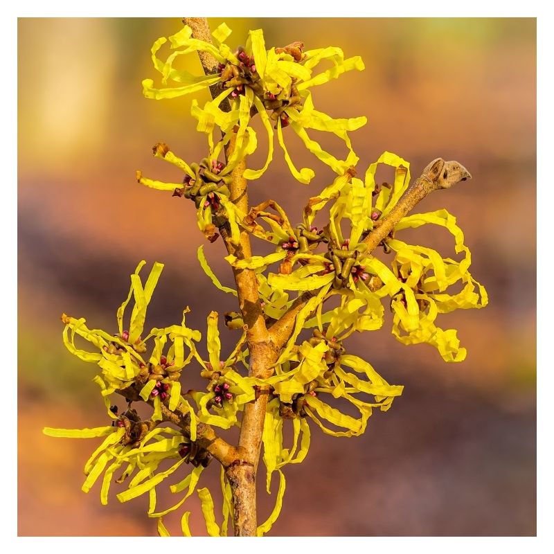 Hamamelis x intermedia Angelly - Witch Hazel