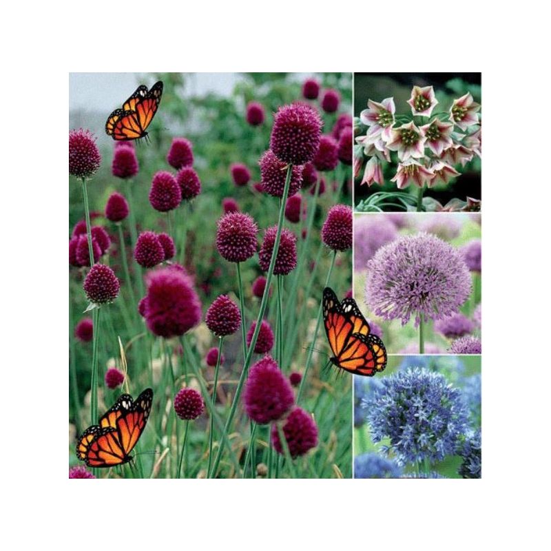 Happy Butterfly Collection - Pack of 50 Bulbs