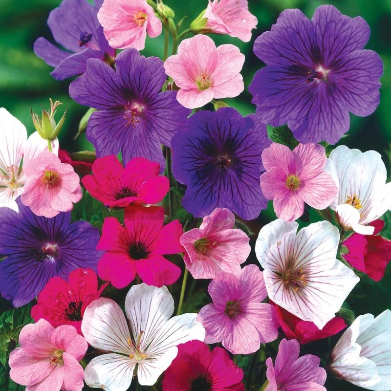Hardy Geranium Breeders Mix Premium Collection - Pack of TEN Plants