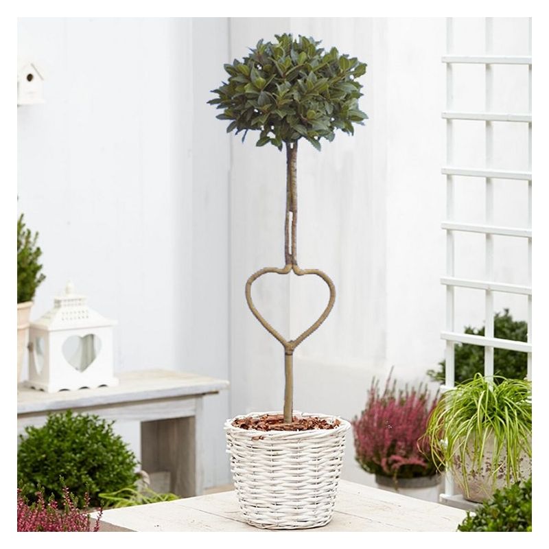 Heart Shaped Trunk Lollipop Bay Tree in White Basket