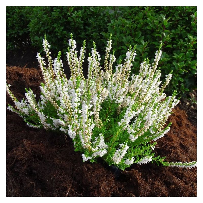Heather Plant - Calluna 'Spring Cream'