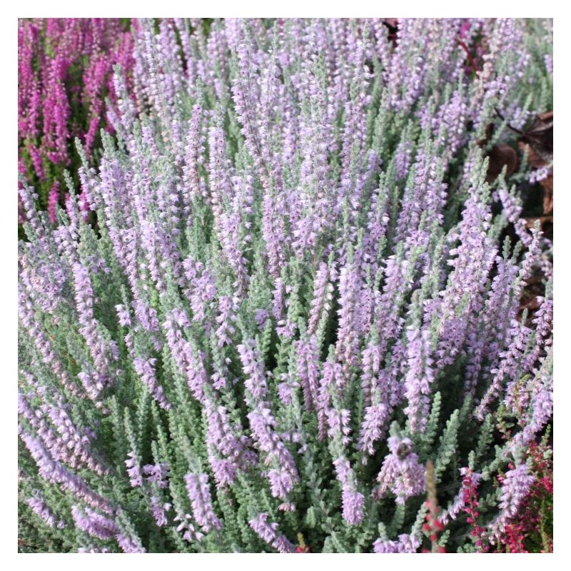Heather Plant - Calluna 'Silver Knight'