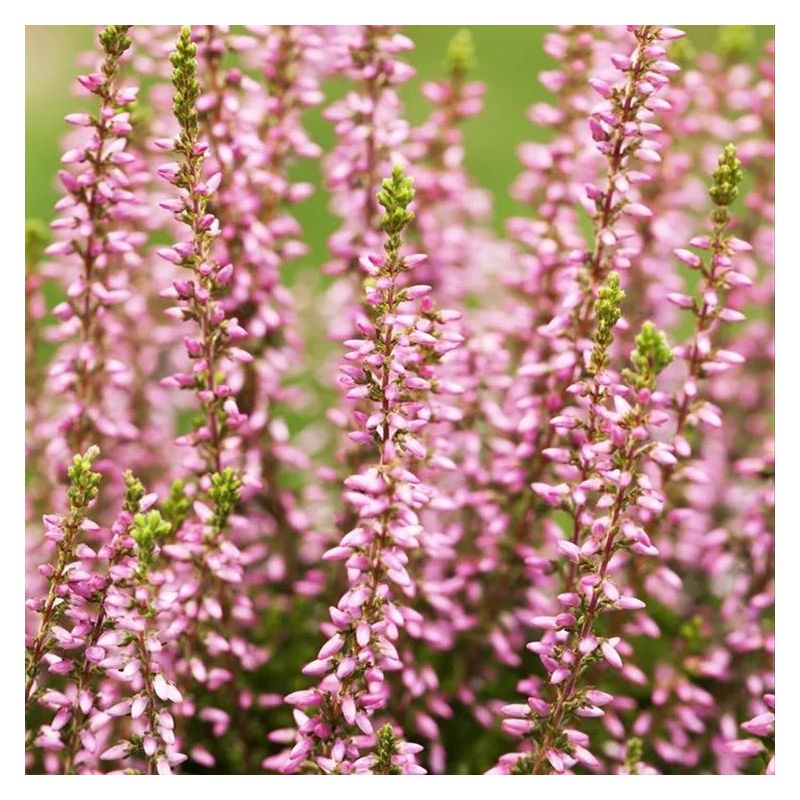 Heather Plant - Calluna 'Tricolorifolia'