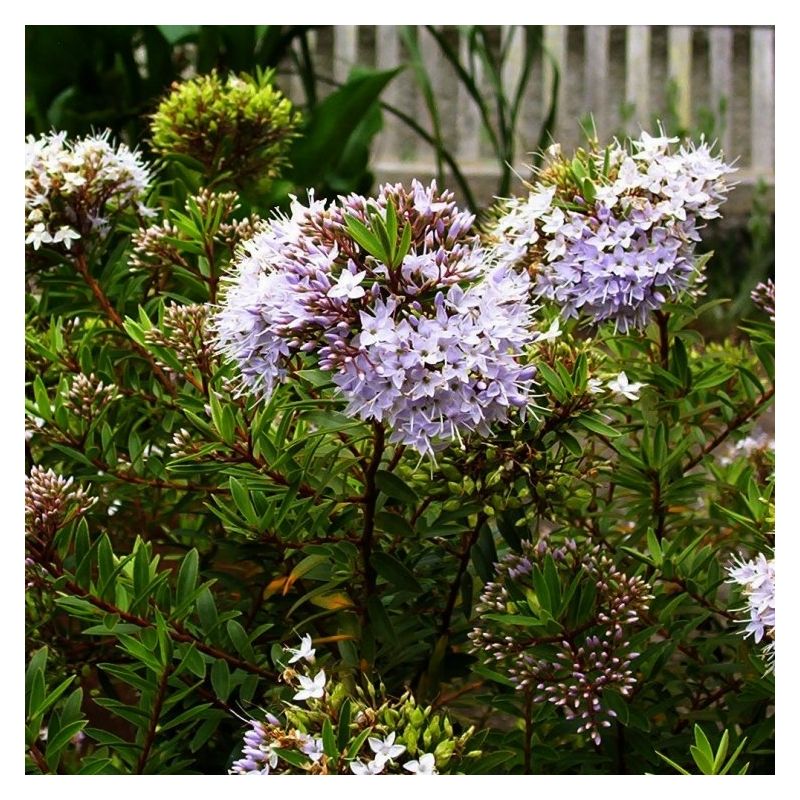 Hebe Diosmifolia