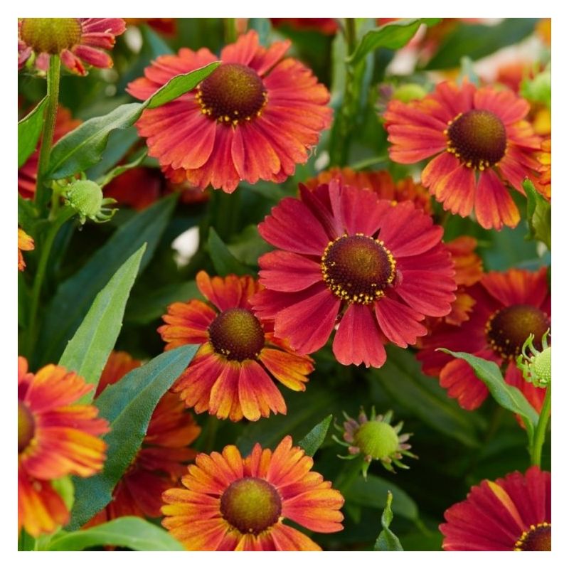 Helenium autumnale Strawberry Sundae