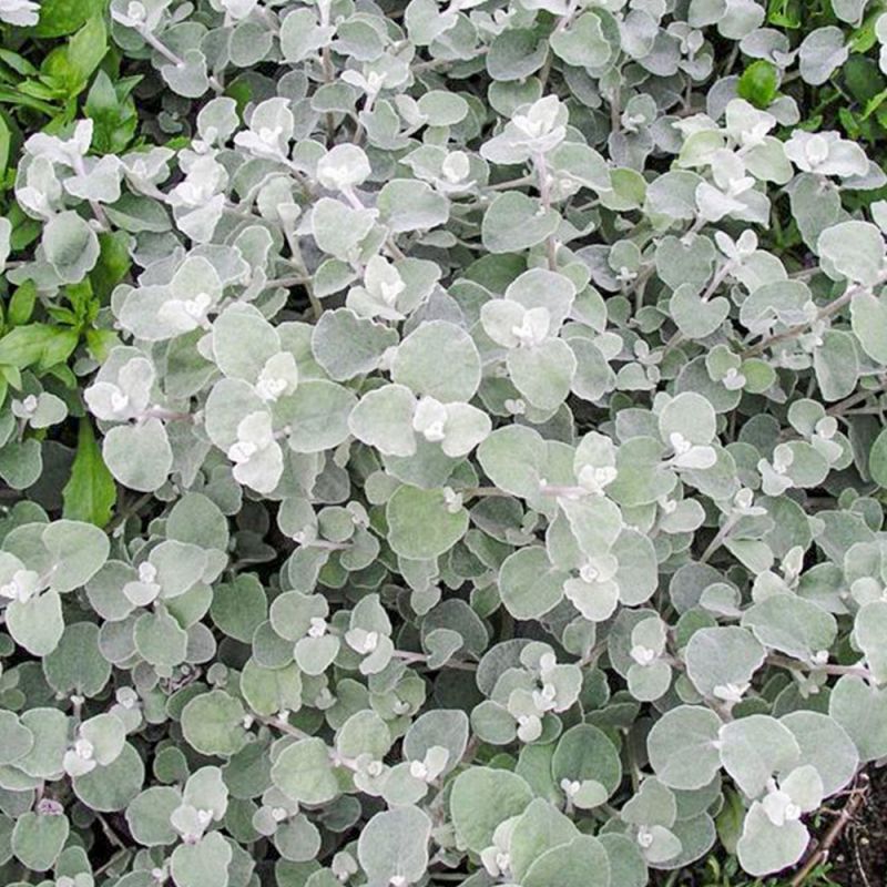 Helichrysum Silver
