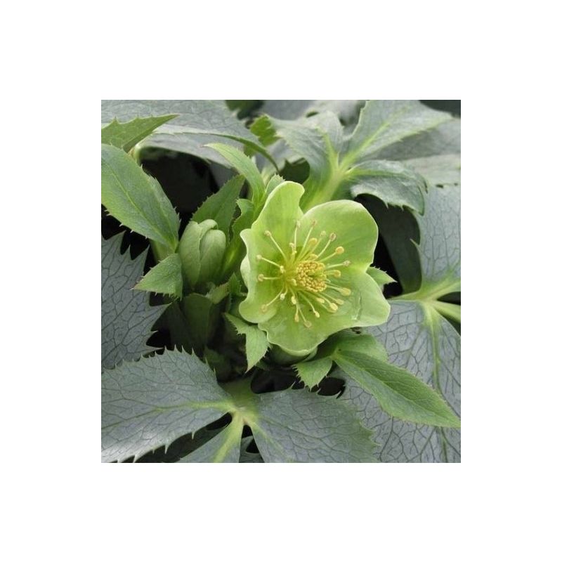 Helleborus Silver Lace - Holly-Leaved Hellebore