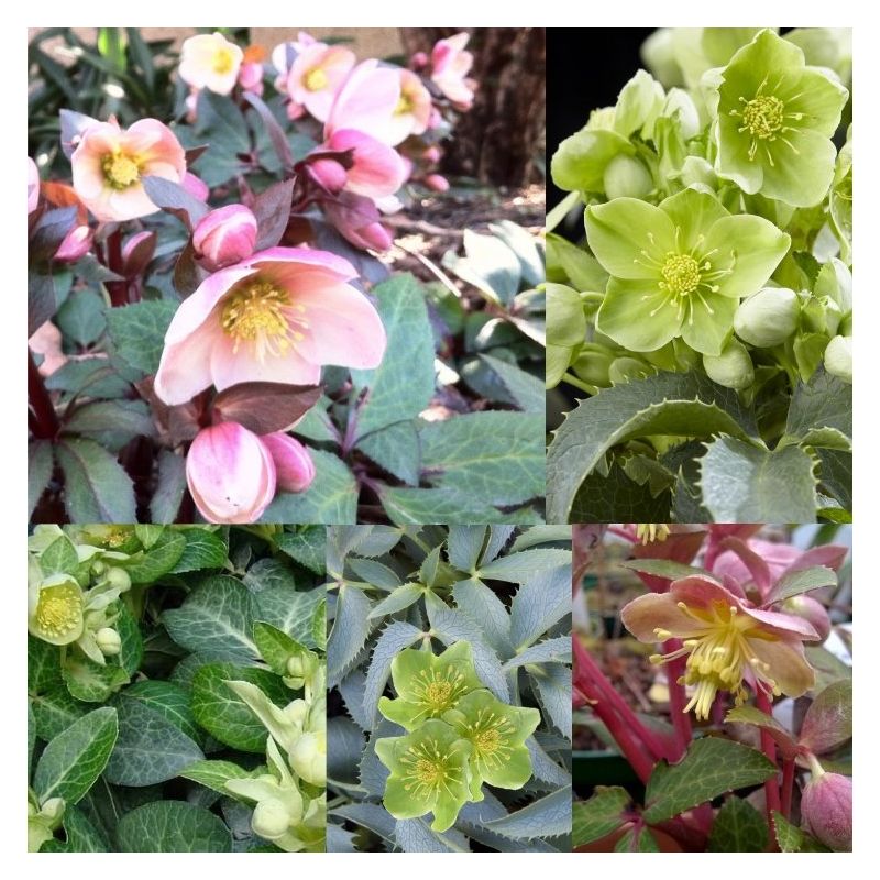 Helleborus Collection -18 Winter Blooming Hellebore Plants