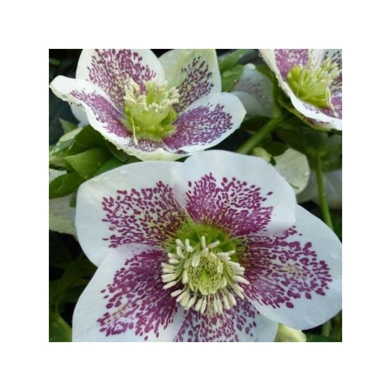 Helleborus orientalis Pretty Ellen Spotted White - Hellebore