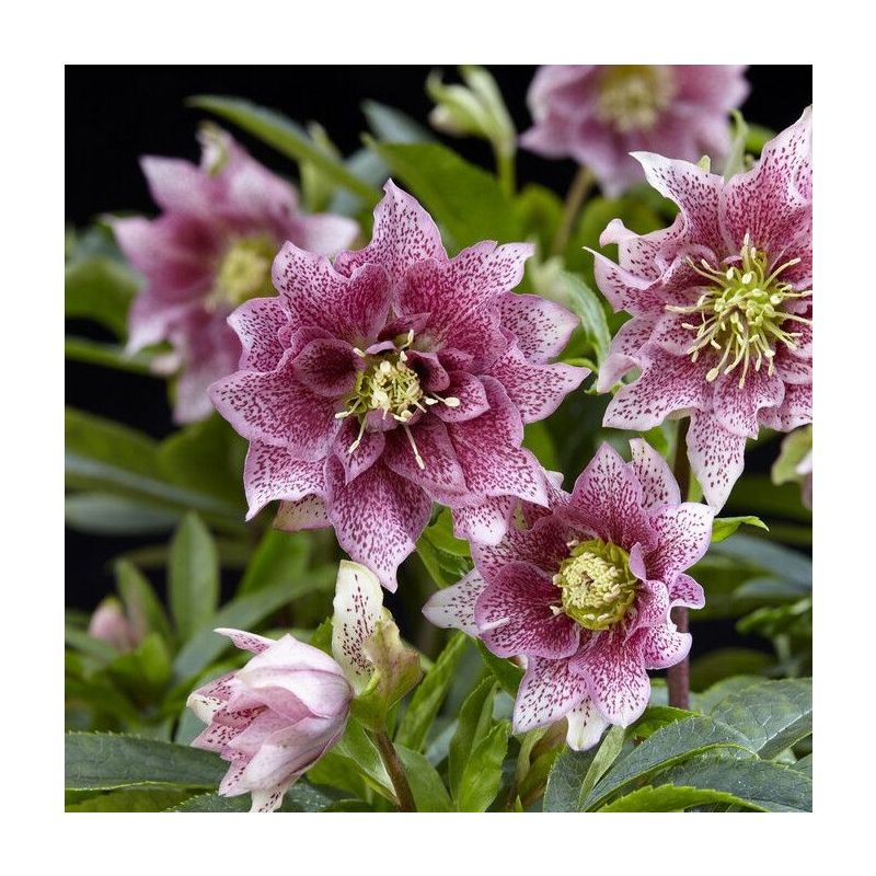 Helleborus orientalis Hello Amber