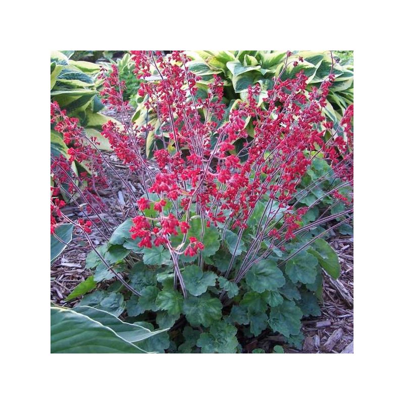 Heuchera sanguinea 'Ruby Bells' - Pack of THREE Plants