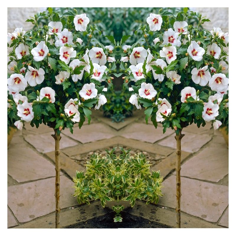 Pair of Patio Standard Hibiscus Trees - Red Hearted Hamabo