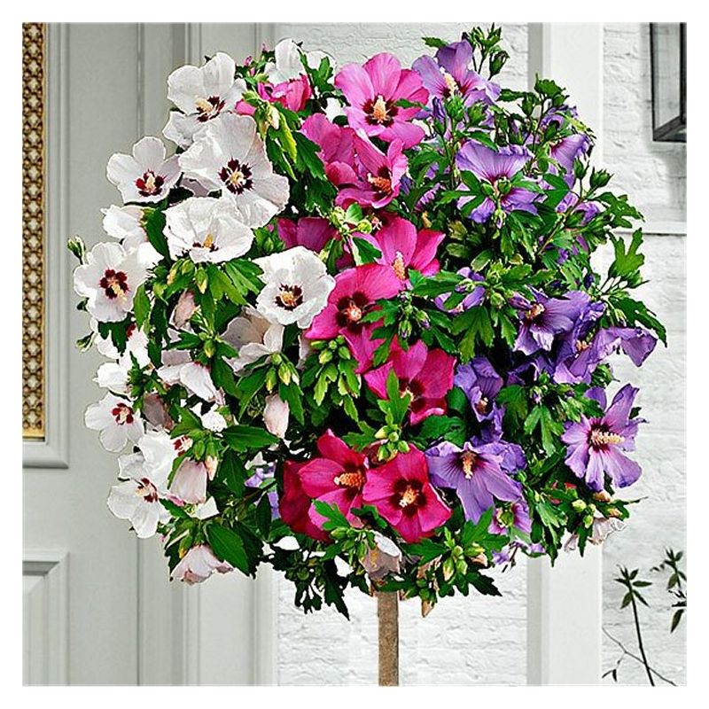 Extra Large Tricolour Hibiscus Tree - Three Colours on One Tree!