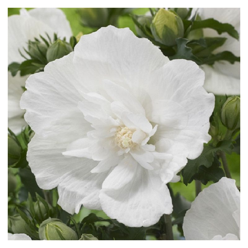 Hibiscus syriacus WHITE Chiffon - Double Flowered Tree Hollyhock