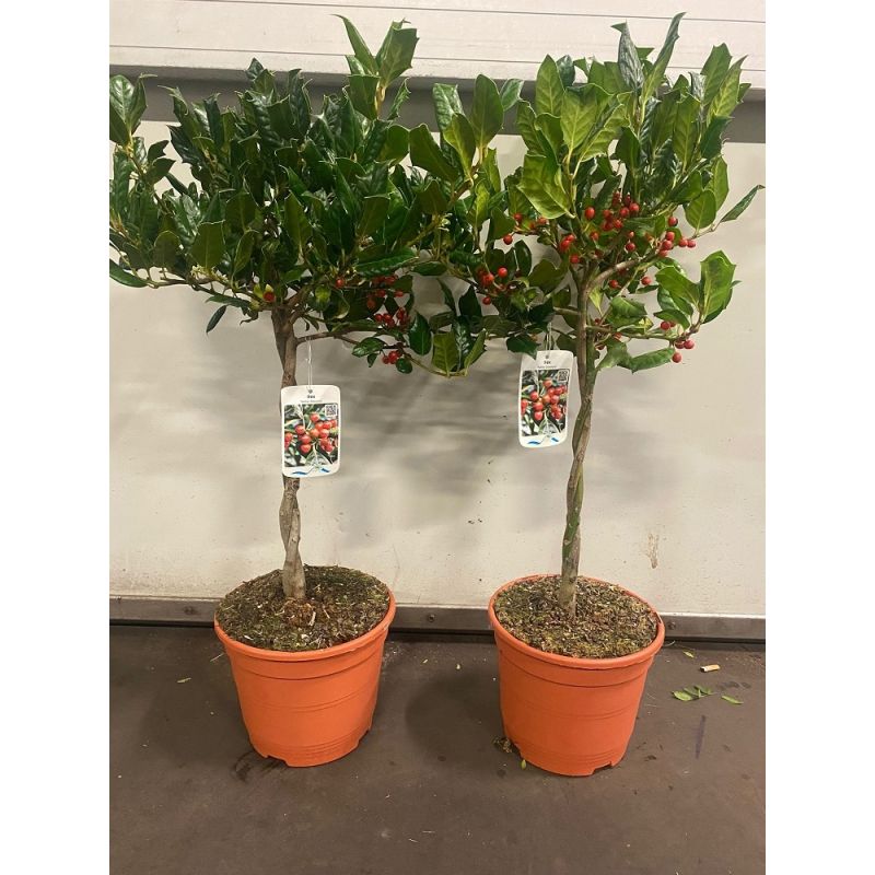 Holly Tree Standard Twisted Stem - Ilex Nellie Stevens - Fantastic Gift ...