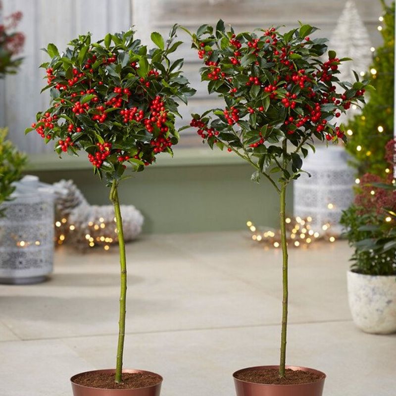 Pair of Festive Christmas Holly Trees Covered in Berries