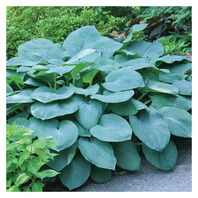 Hosta Bressingham Blue