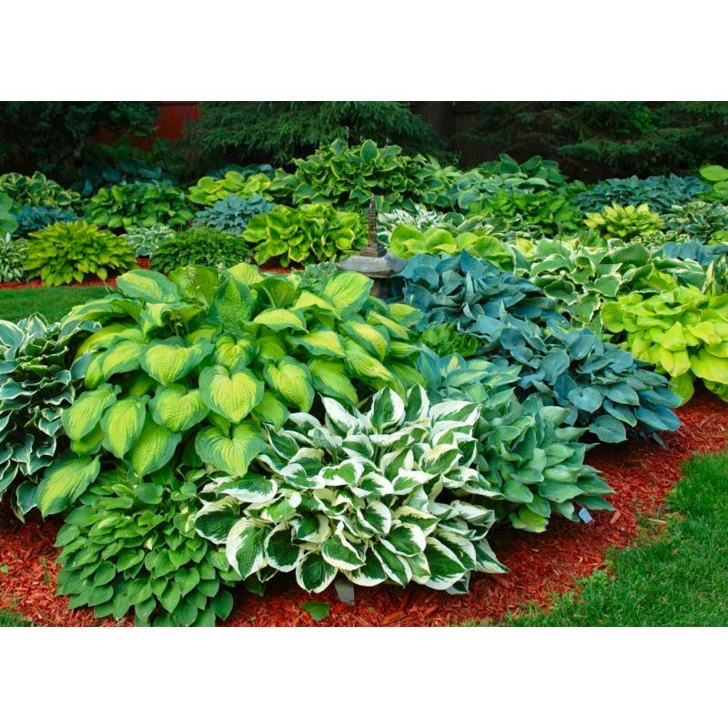 Hosta MEGA PACK - Pack of TEN Growing Plants
