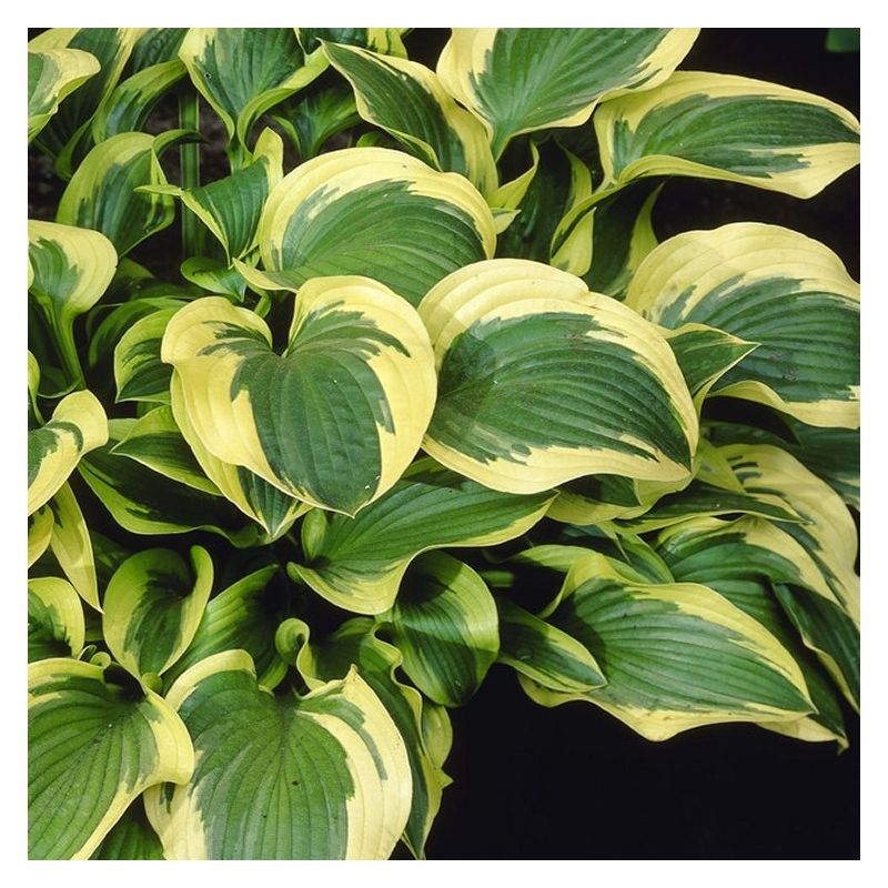 Hosta Queen Josephine