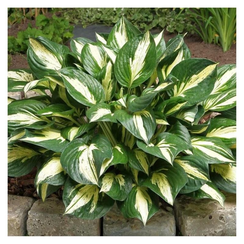 Hosta Revolution