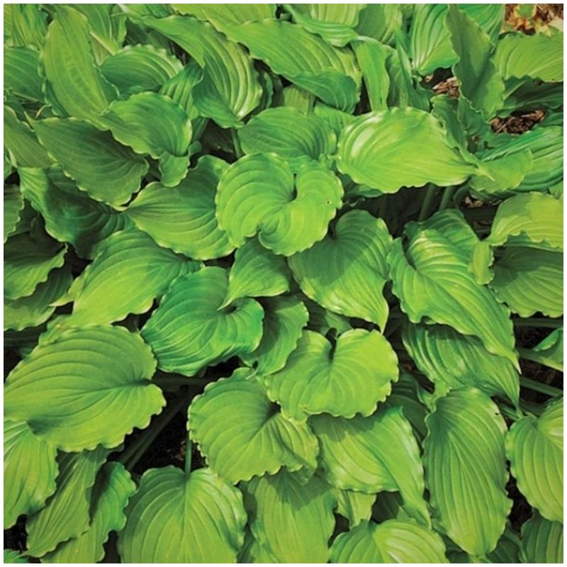 Hosta 'Stirfry'