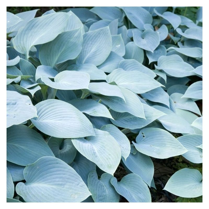 Hosta - 'Halcyon' - Pack of FIVE