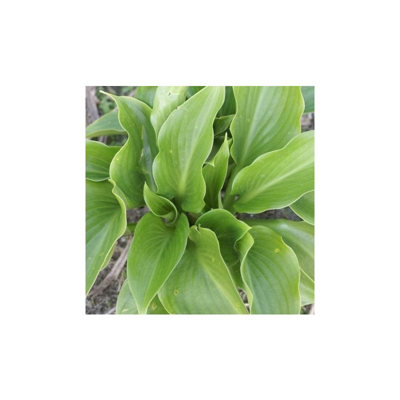 Hosta 'Shiny Sonata' - Pack of 3 Bare Root