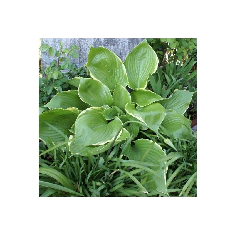 Hosta 'Winter Snow' - Pack of 3 Bare Root