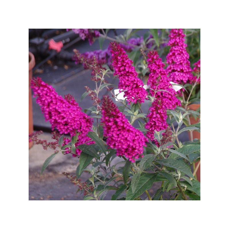 Buddleja Buzz 'Hot Raspberry'