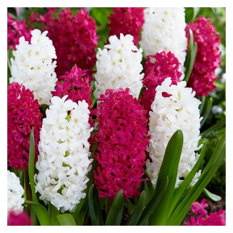 Hyacinth Red and White - Spring Air Mix - Pack of 8
