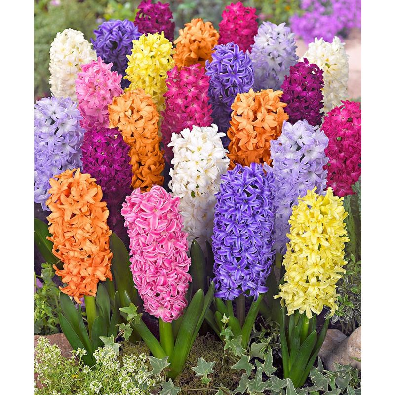 Assorted Rainbow Hyacinths - Pack of 5 Bulbs