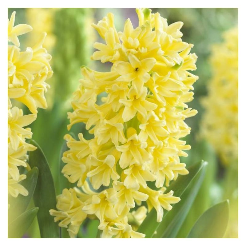 Rare Buttermilk Hyacinth Yellow Queen - Pack of THREE