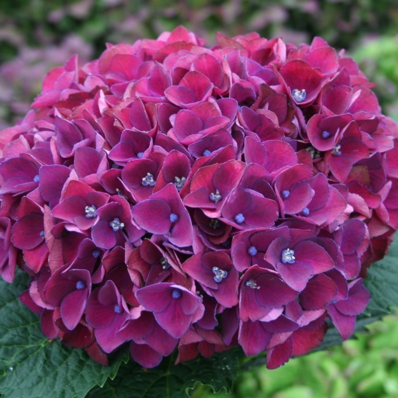 Hydrangea Purple Triumph - Giant Flowered Mauve Mophead Hydrangea ...