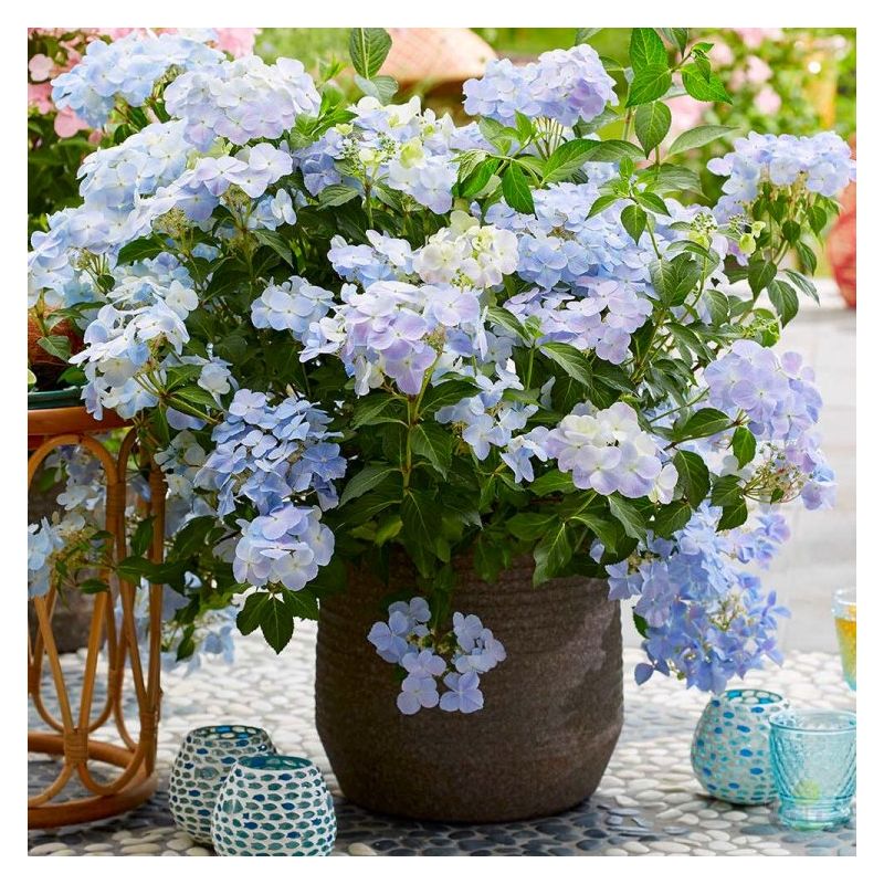 Hydrangea French Bolero Blue