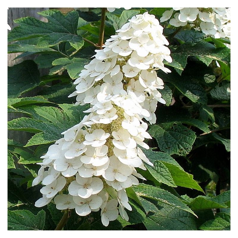 Hydrangea quercifolia Ice Crystal - Oak Leaf Hydrangea