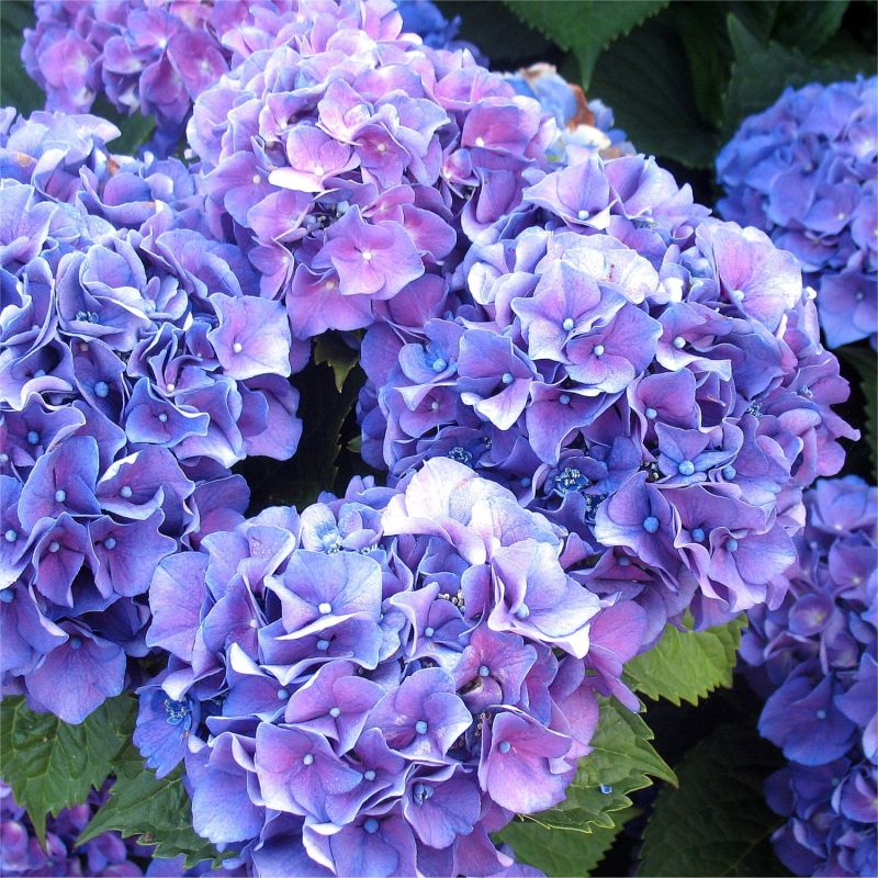 Hydrangea My Beautiful Indigo - Flowered Mophead Hydrangea - XXXL Plants