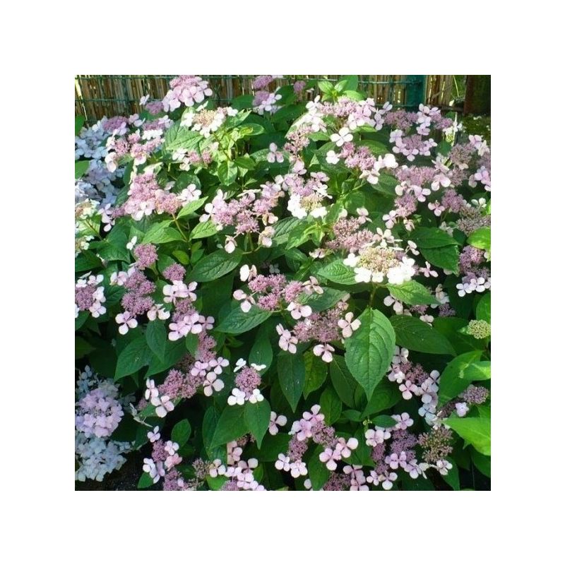 Hydrangea involucrata 'Late Love'