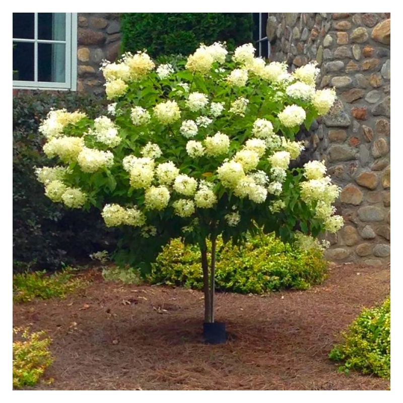 Hydrangea Limelight - 90-120cm (3-4ft) Lollipop Standard Tree
