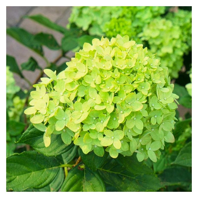 Hydrangea paniculata Little Lime - LARGE PLANT