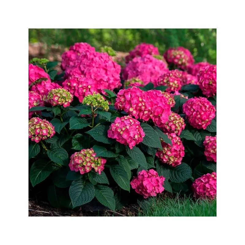 Hydrangea macrophylla Little Pink - Compact Mophead Hydrangea