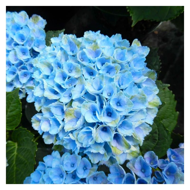 Amazing Powder Blue Hydrangea macrophylla Magical Revolution - Large ...