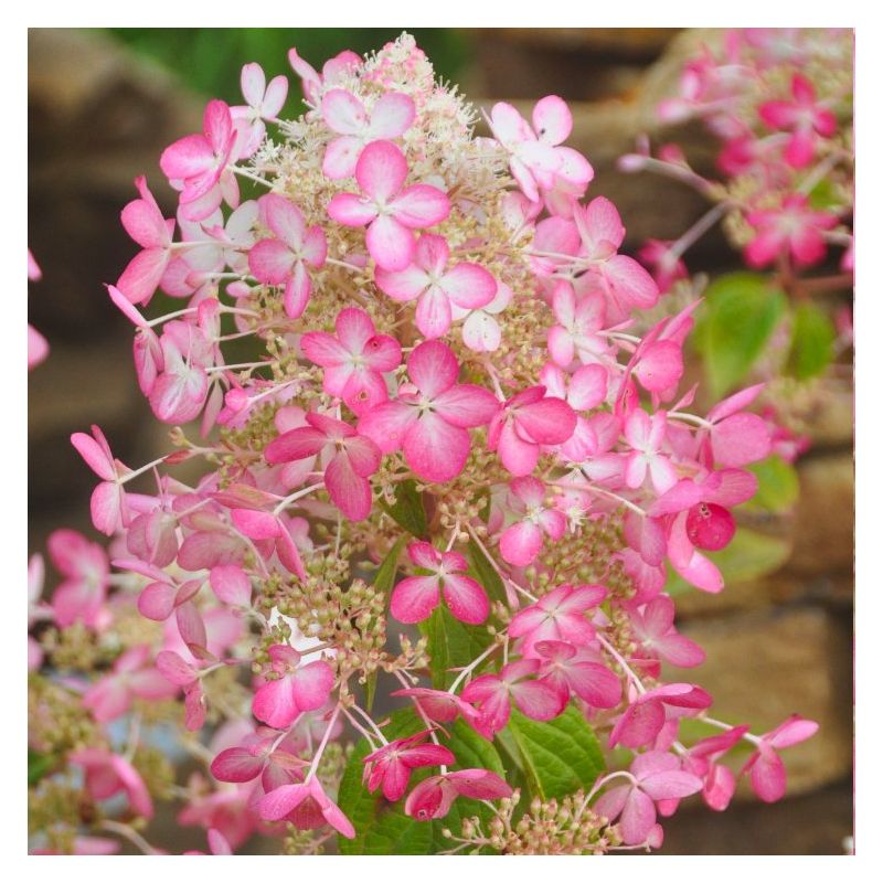 Hydrangea paniculata Angels Blush