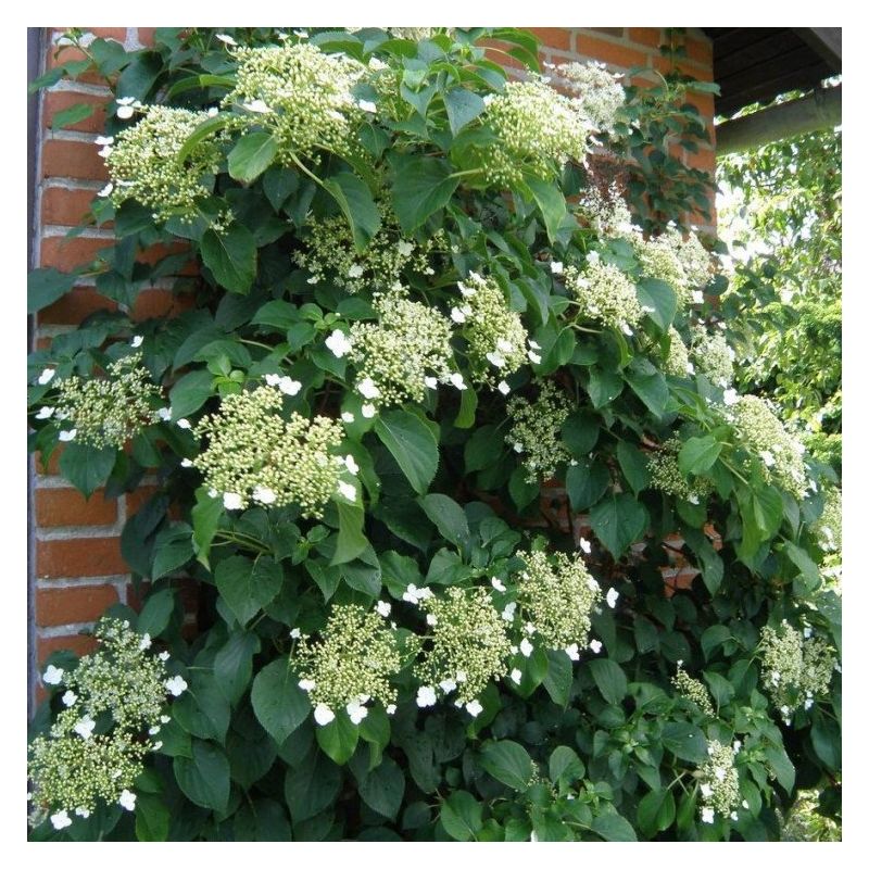 Hydrangea anomala petiolaris - Climbing Hydrangea - circa 80-100cm tall