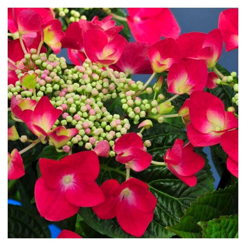 Hydrangea macrophylla Kardinal - Blood Red Lace cap Hydrangea