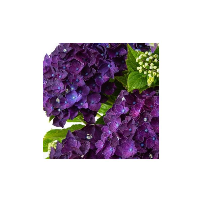 GIANT PURPLE MOPHEAD - Hydrangea macrophylla Rodeo Deep Purple - Large ...